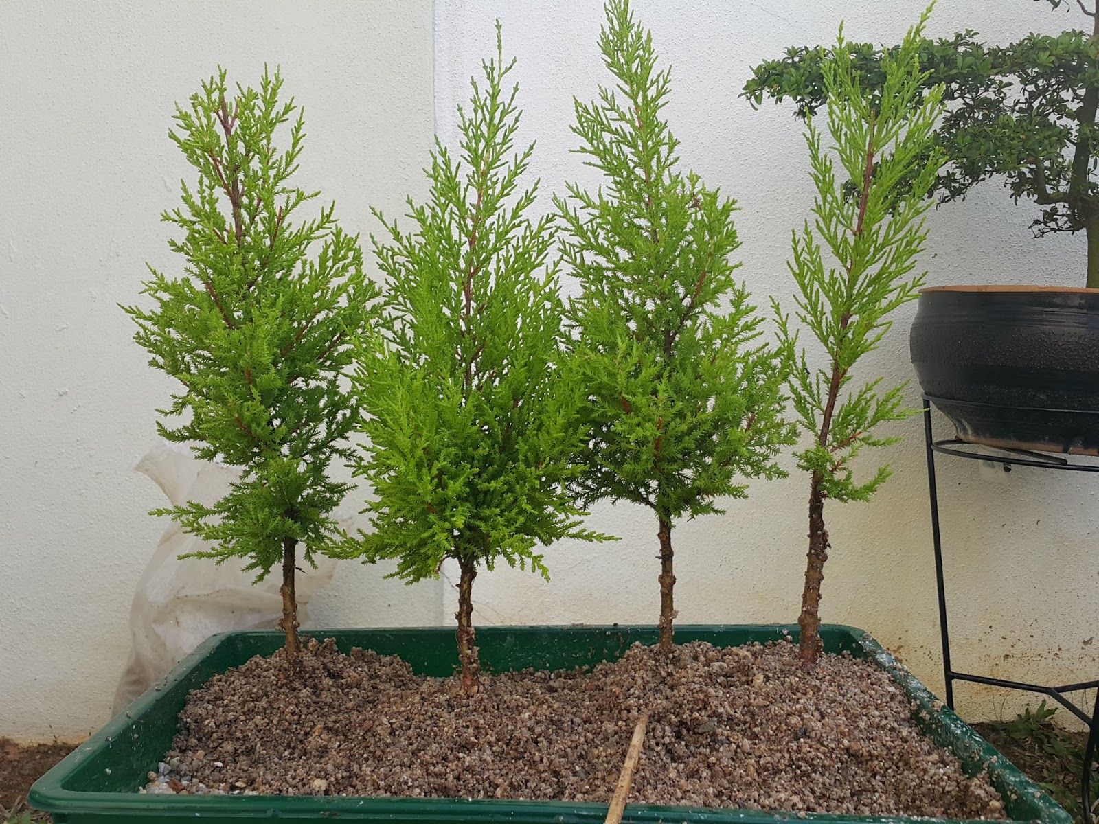 blog of amir rofie: Bonsai: Pine Forest (Aug 2017)