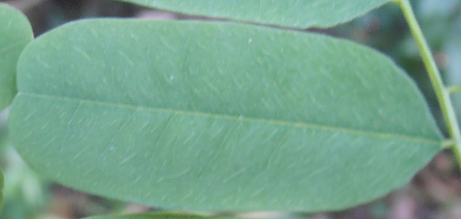 Flora de Puerto Rico Ilustrada Papo Vives: FABOIDEAE Myrospermum ...