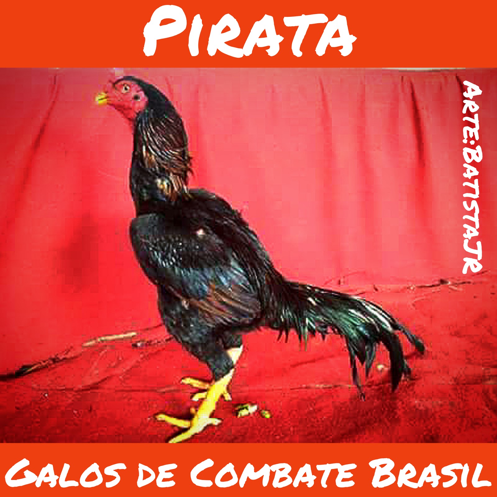 GALOS DE COMBATE BRASIL #2021: UM DOS GALOS MAIS FAMOSOS DO BRASIL