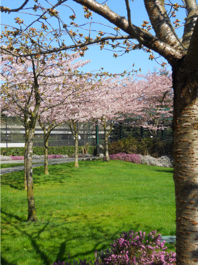 House of Houben: Pink Saturday...April 9, 2011