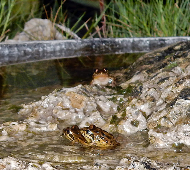Remote Camera Trap - South Africa: The Pond Clickers
