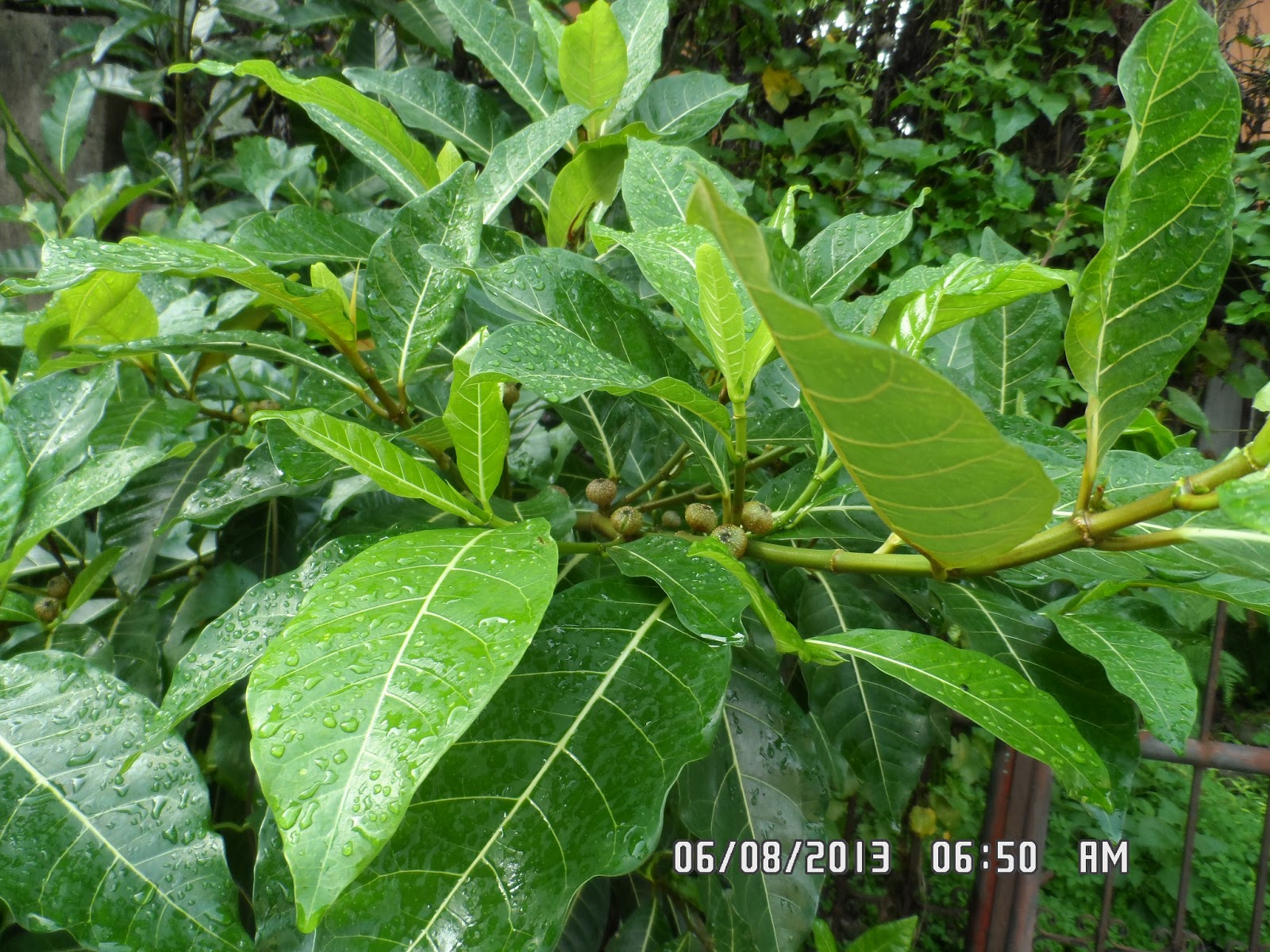 Photography with Dr. Ernie.: Plants: Ficus Hauili, Ficus septica ...