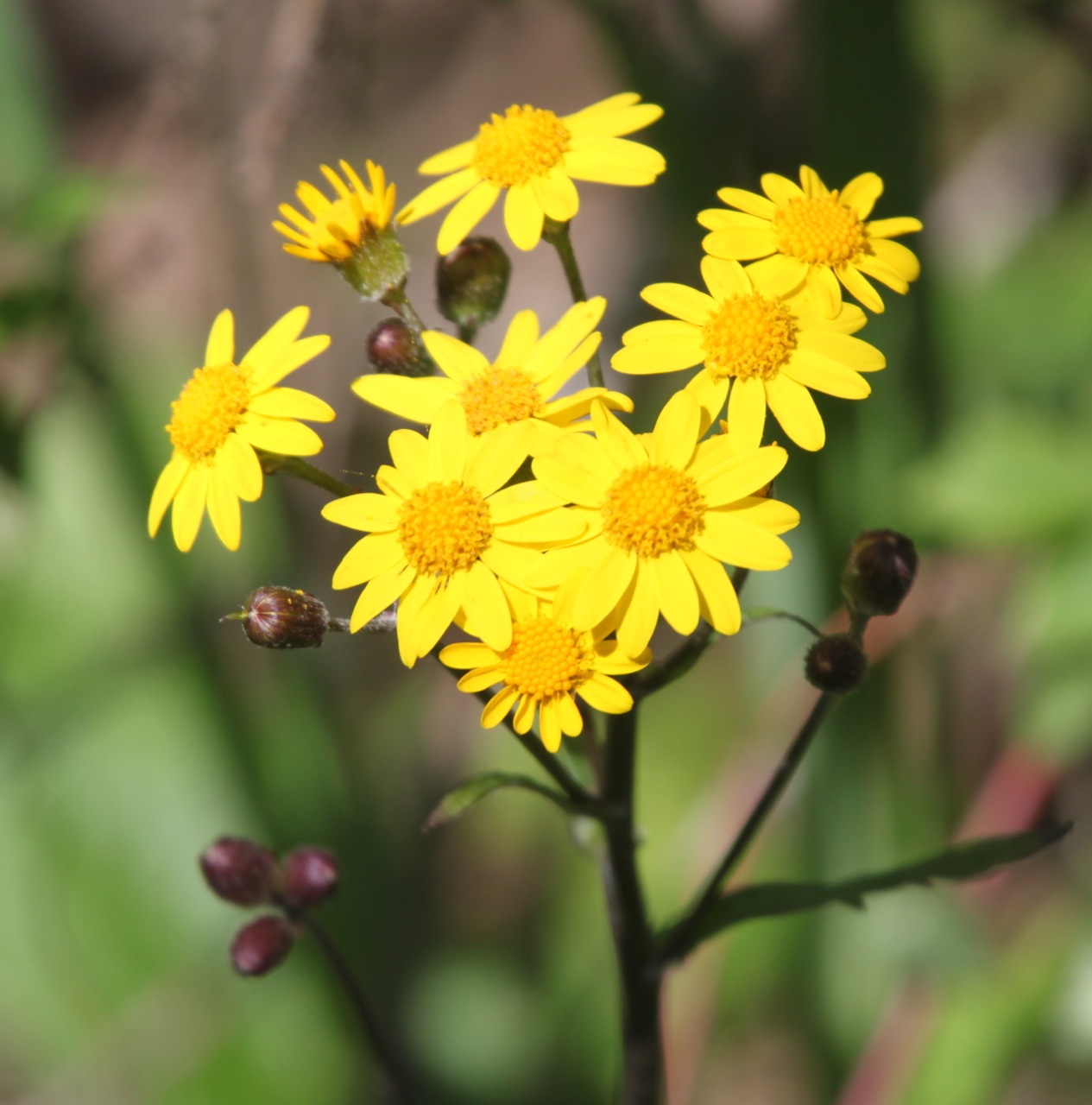 Kalamazoo Seasons: Round-Leaved Ragwort