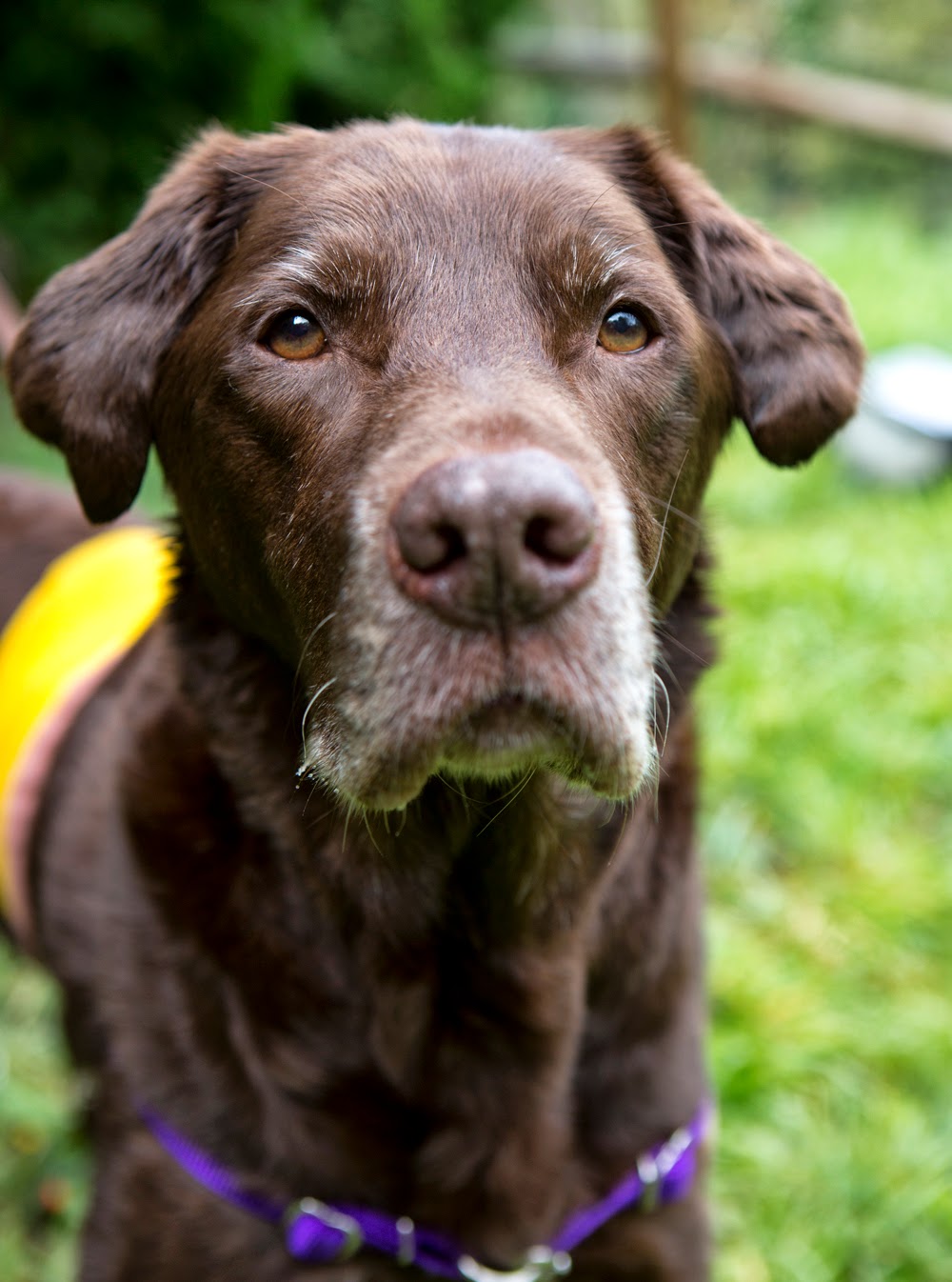 Shelter Dogs of Portland: "MAISY" a lovely senior Chocolate Lab gal
