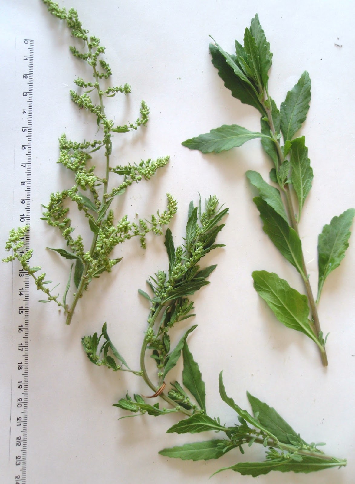 HERBARIO VIRTUAL DE BANYERES DE MARIOLA Y ALICANTE: Chenopodium ...