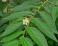 JUAL POHON KERSEN | POHON PENEDUH | JUAL TANAMAN HIAS MURAH | TUKANG ...