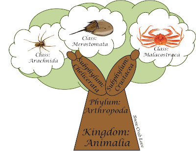 Snow Crab Love: Crabday: Horseshoe Crabs