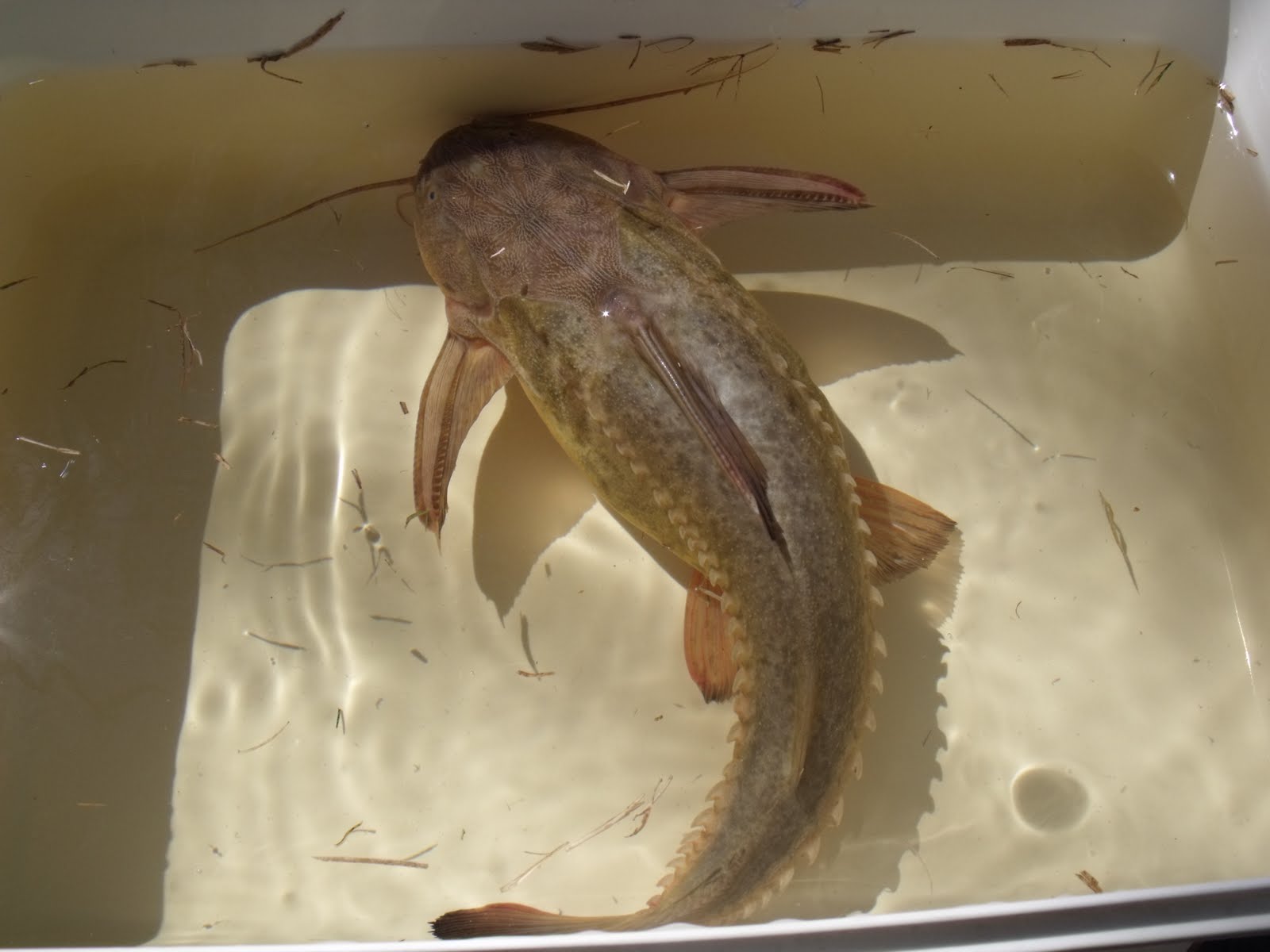 NATURALEZA Y CULTURA: El Armado