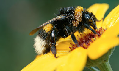 Bumble Bee Facts and Latest Photographs | The Wildlife