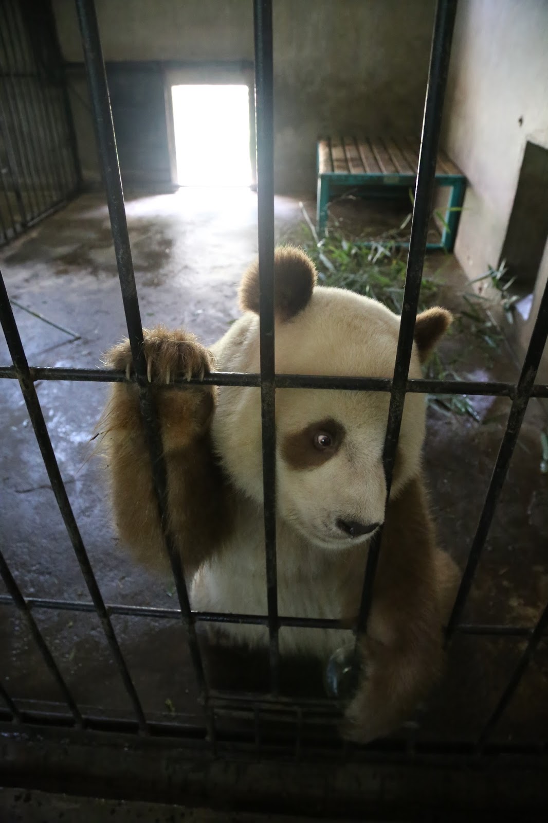 July 16- Shaanxi Wild Animal Rescue Center: Louguantai | My Amazing ...