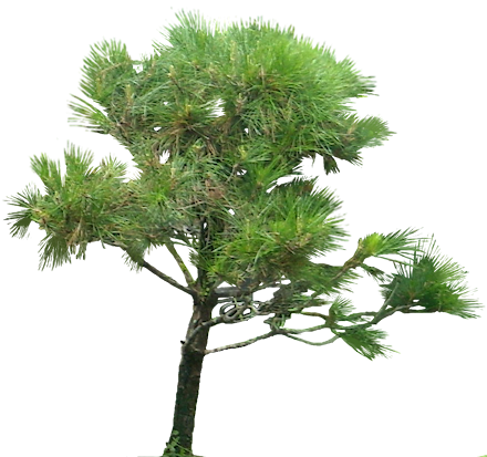 Tropical Plant Pictures: Casuarina equisetifolia ( (Horsetail tree)