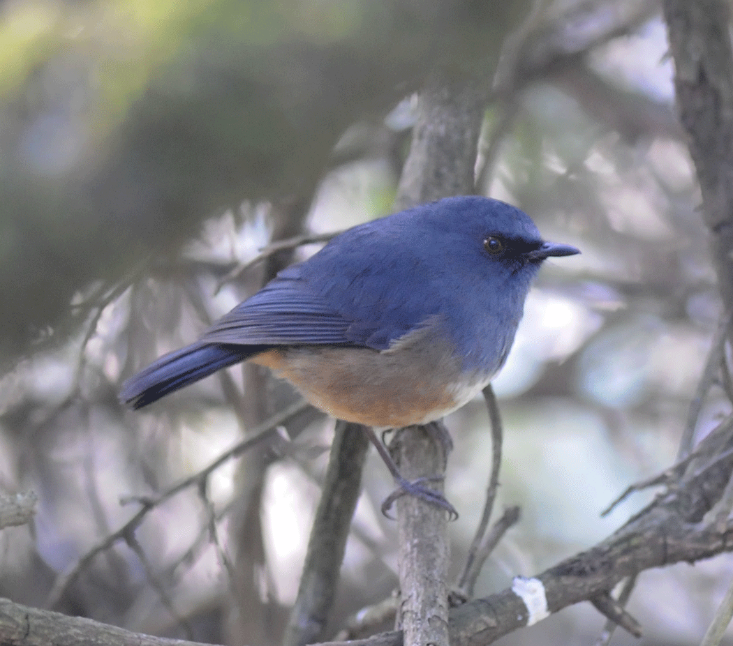 ZOOTHERA BIRDING BLOG: Ooty At Last!