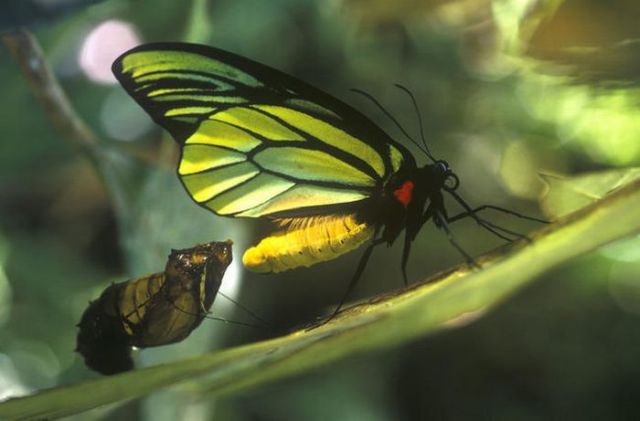 Totul despre fluturi: Ornithoptera Alexandrae