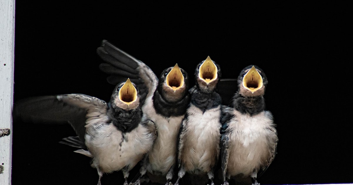 AAA State of Play Blog: 9 Reasons Why Bird-watching Benefits Children