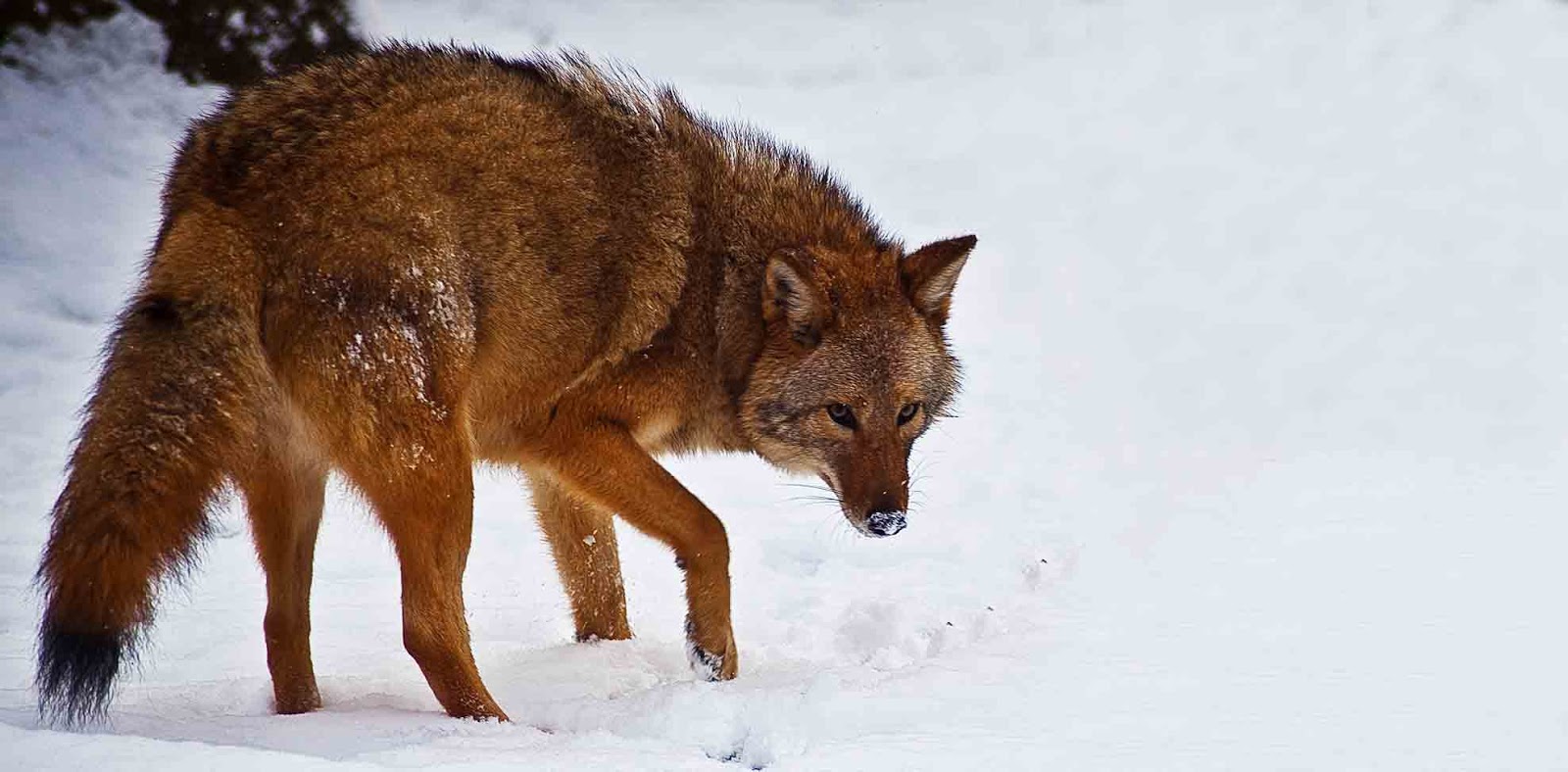 Hybrid Animals: Coywolves