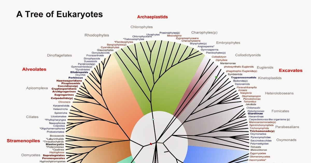 Skeptic Wonder: Update: Tree of Eukaryotes (parasitology edition)