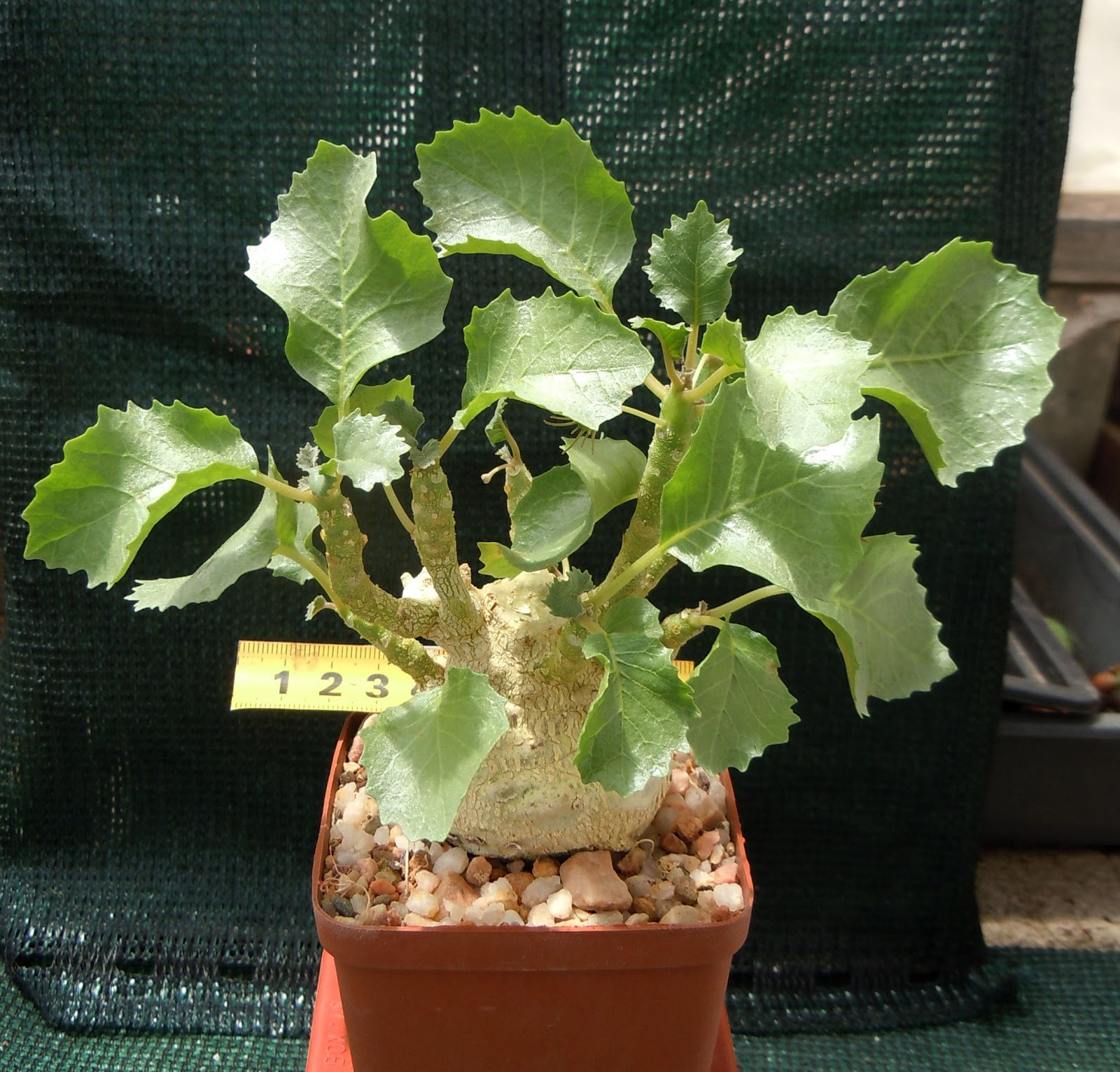 Desert Plants and Wild Flowers Images: April 2011