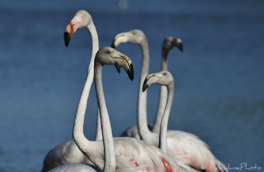 Pescalune Photo: Flamant rose juvenile (Phoenicopterus roseus ...