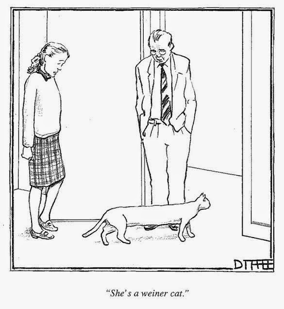 Terrierman's Daily Dose: What If We Did to Cats What We Did to Dogs?