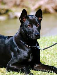 PHU QUOC RIDGEBACK DOG