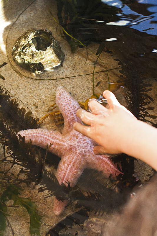 Blink of an Eye: Monterey Bay Aquarium...finally