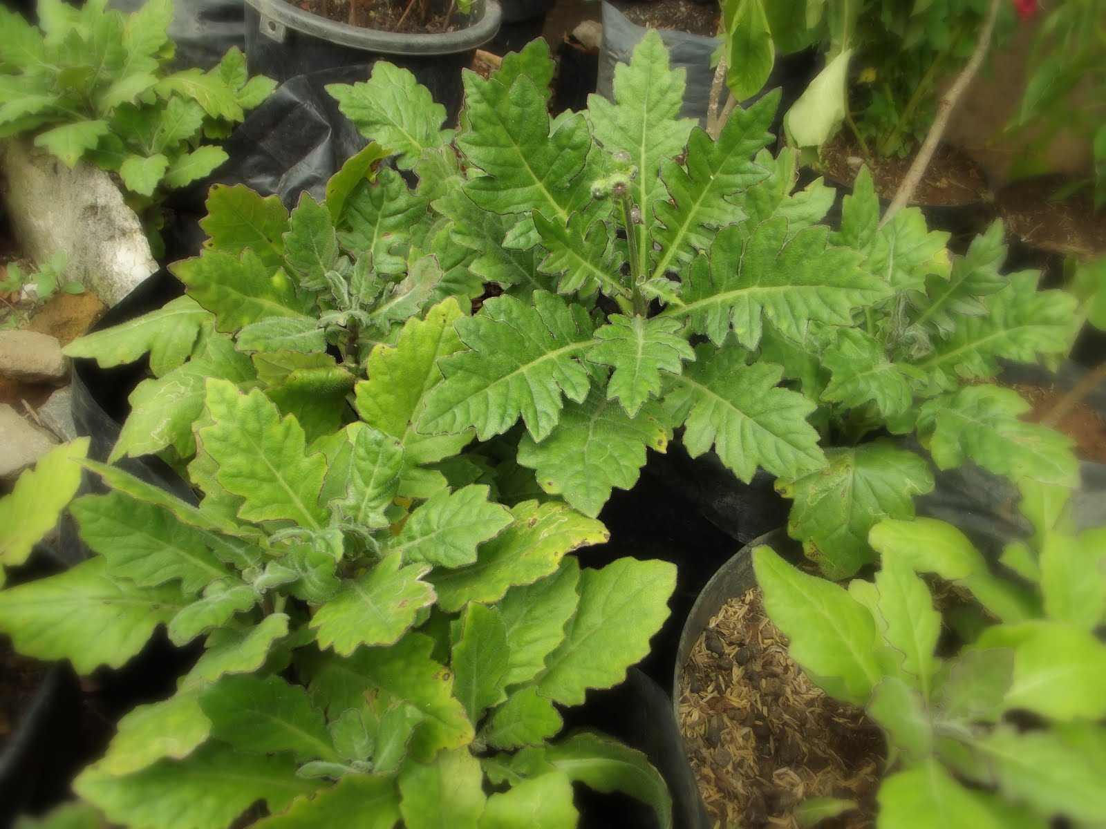 Keboen Herba.......!!: Daun Dewa