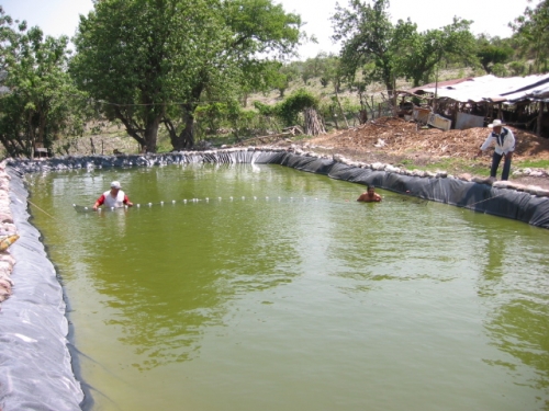 Instalaciones y equipos de estanques para peces: estanques rústicos