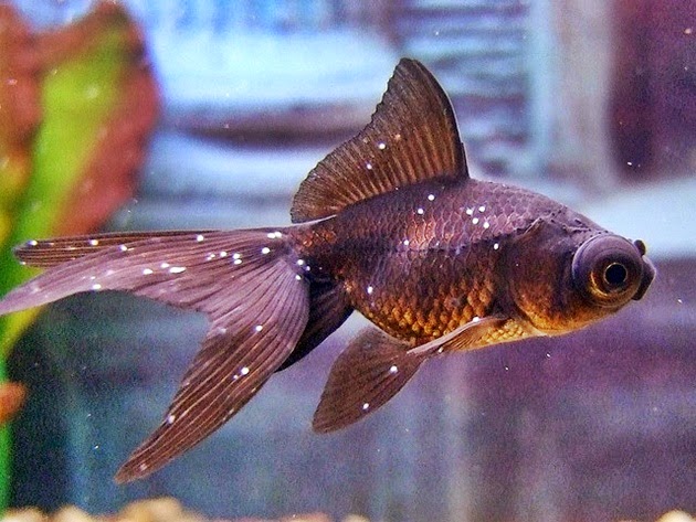 Mengatasi Kutu Ikan pada Ikan Hias - Akuarium Ikan Hias