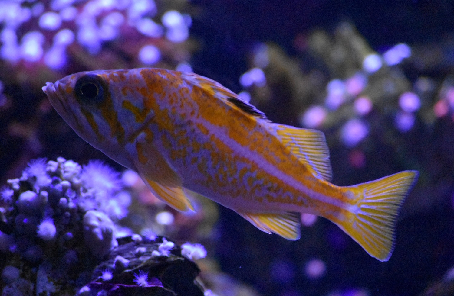 ZOOTOGRAFIANDO (6.096 ANIMALS): PEZ ROCA CANARIO / CANARY ROCKFISH ...