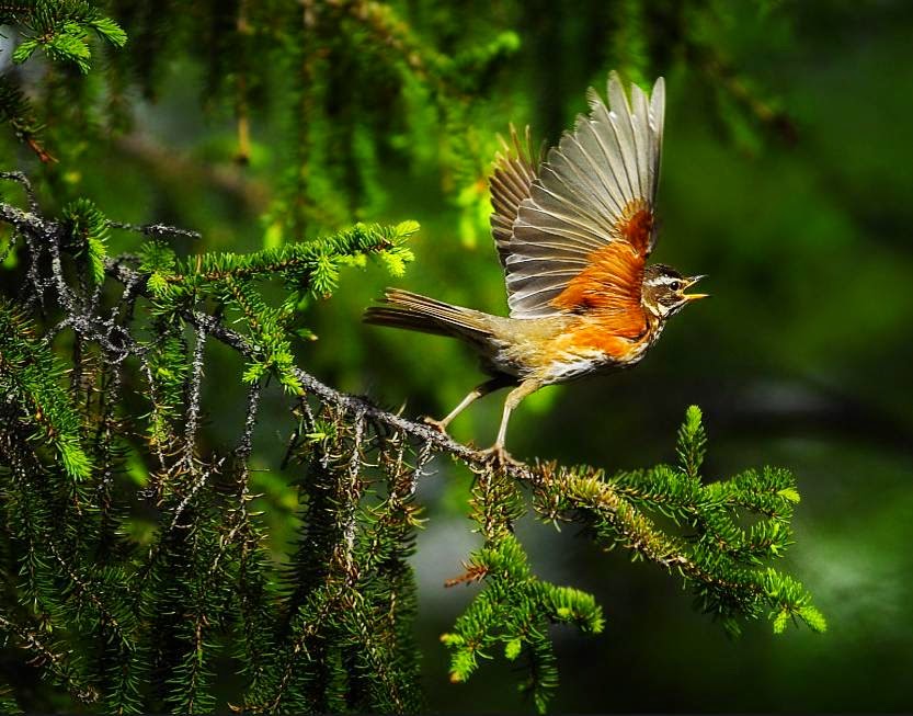 AS MAIS BELAS IMAGENS DA NATUREZA