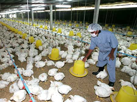 Infectious Diseases Of Birds ~ Wild Life