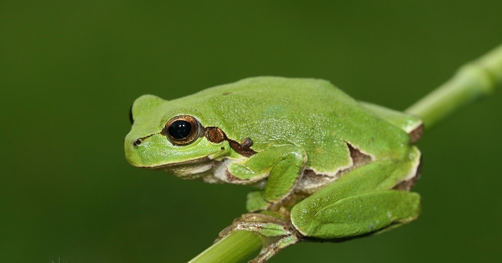 Universo Animal: Rela-comum