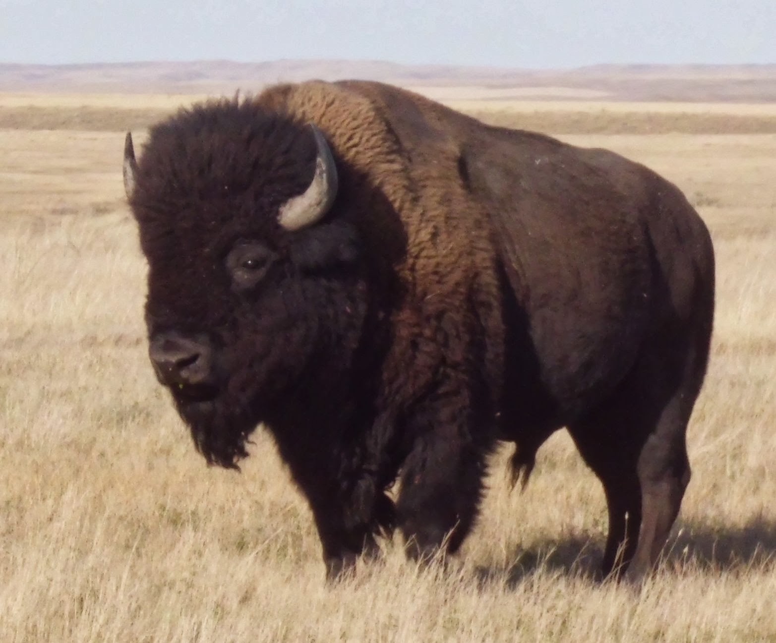 Gone To Smell the Roses: Plain Buffaloes from Grassland National Park