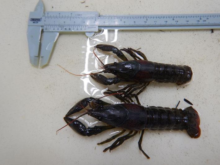 Marmorkrebs: The Maltese crayfish: A dozen invaded European countries