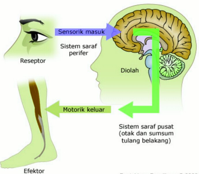 Mekanisme Kerja Sistem Saraf - Perumperindo.co.id