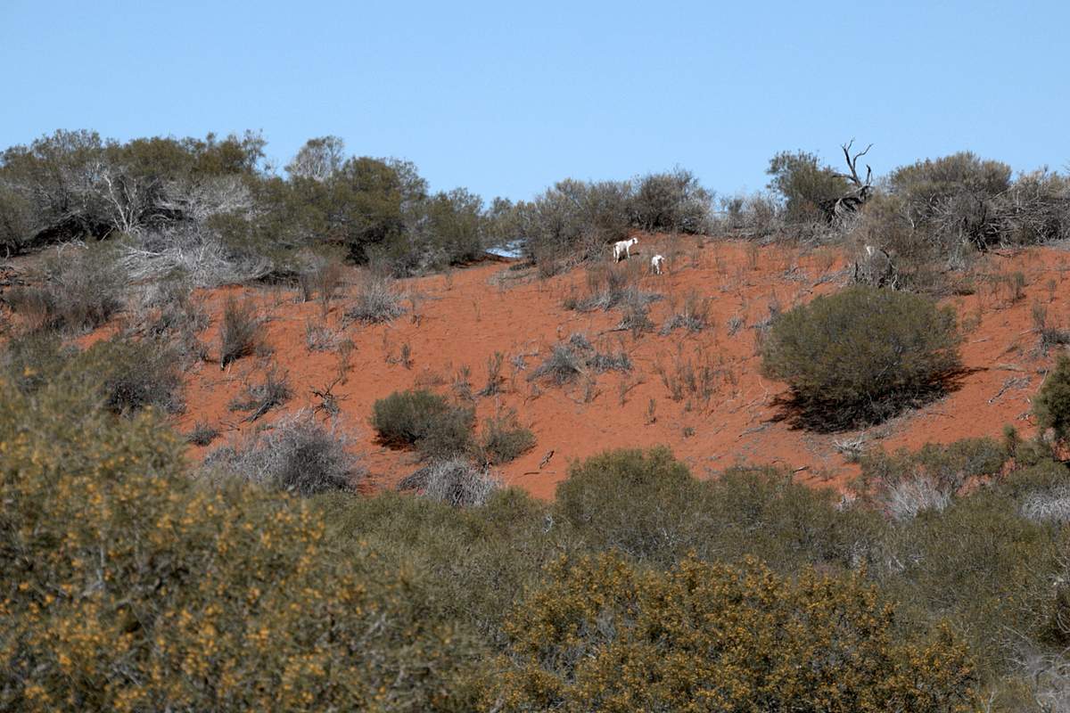 Bushranger: Shark Bay coastlines