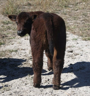 DIAMOND G CATTLE CO.: Anarchy x Rockstar bull calf...WOW!!