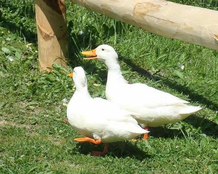 PHOTOS DE VENDEE: Un festival de canes...