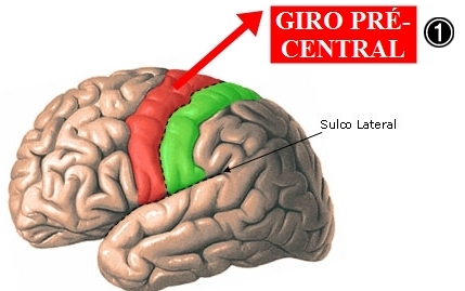 Neuropostagens - Uma abordagem neurocientífica: As curiosas ...