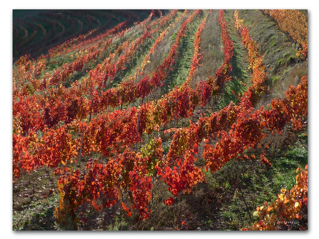 Photos nature: La vigne rouge