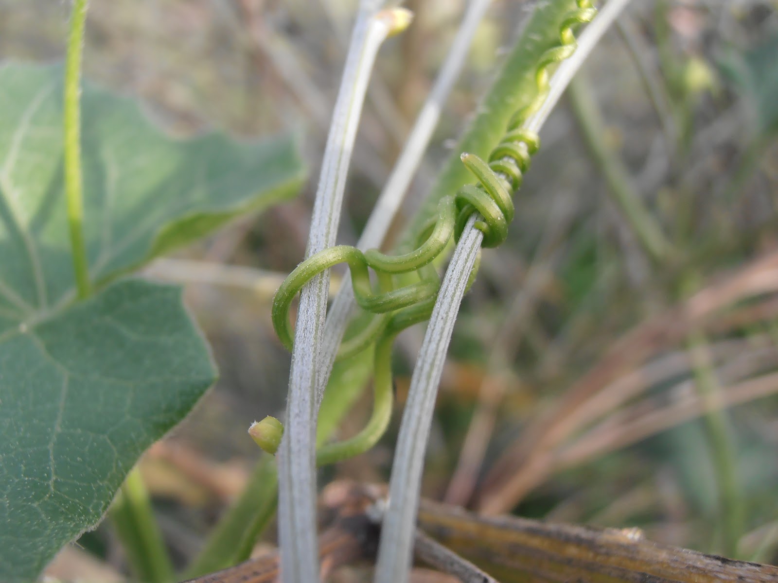 NUEZA: Bryonia cretica subsp. dioica | Plantas rioMoros
