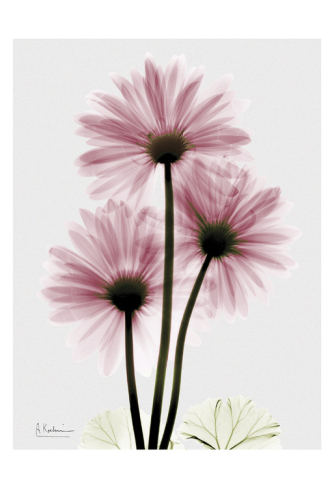 .: Albert Koetsier Beyond Light