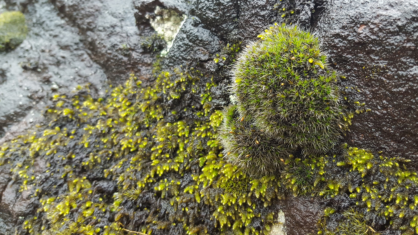South Wales Bryophytes: Stanner shines in rainy Radnorshire