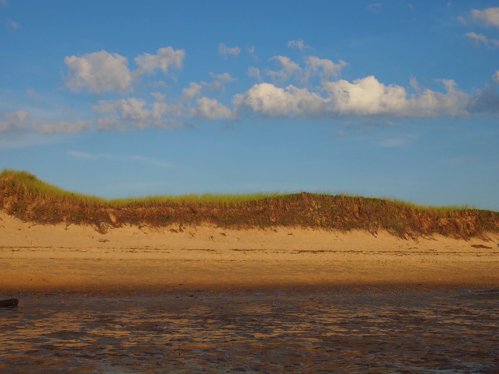 Black Swamp Cornucopia: First Encounter Beach, Cape Cod, Massachusetts