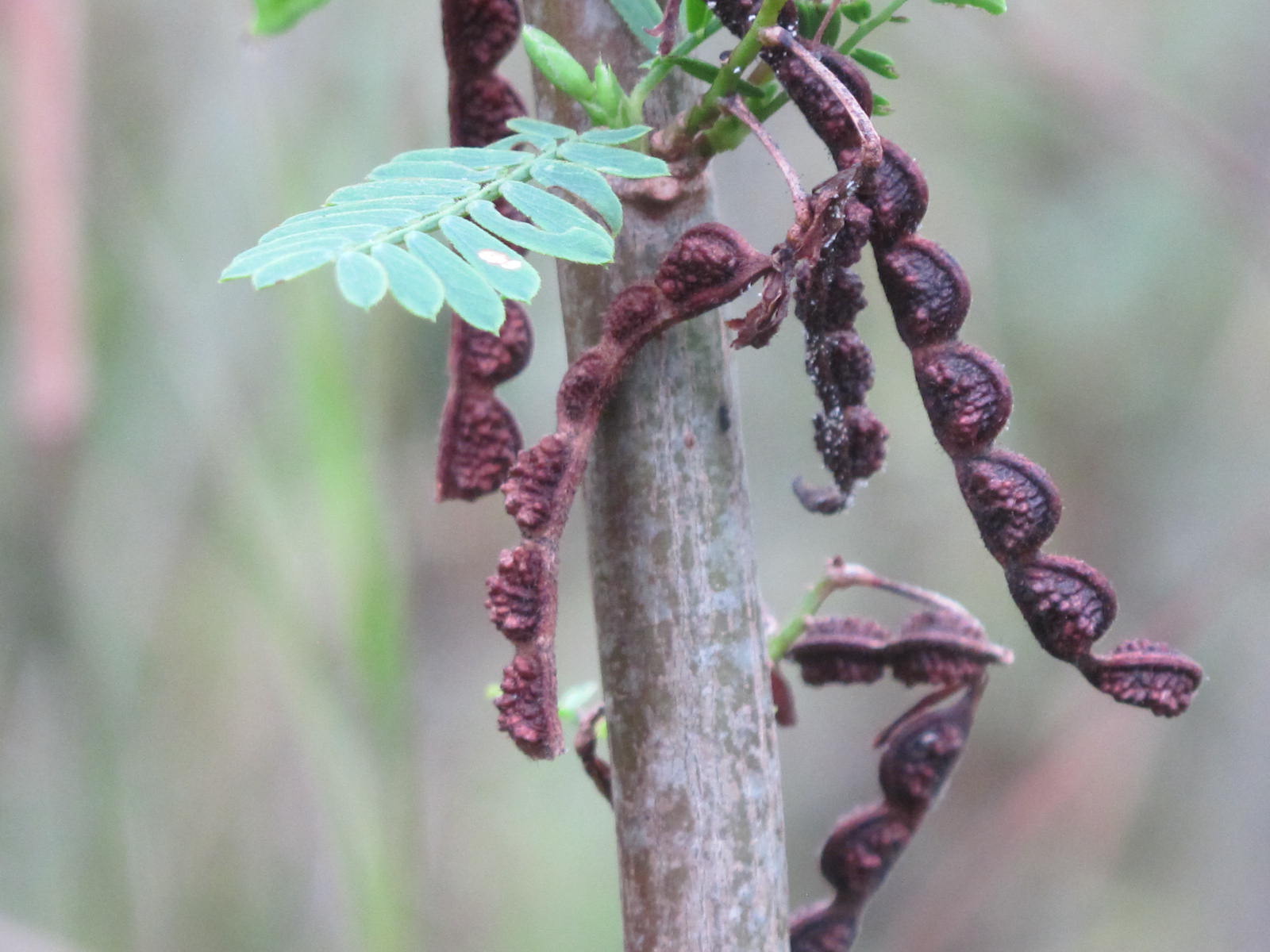 Fabaceae - Leguminosae no Brasil: Fabaceae - Aeschynomene fluminensis Vell.