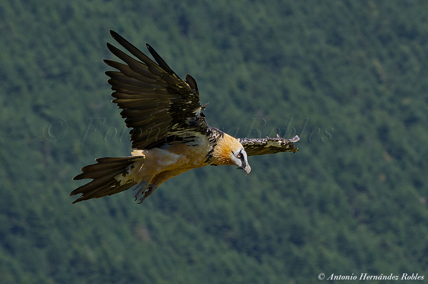 Fotografia de Vida Salvaje - Wildlife Photography: EL QUEBRANTA ...