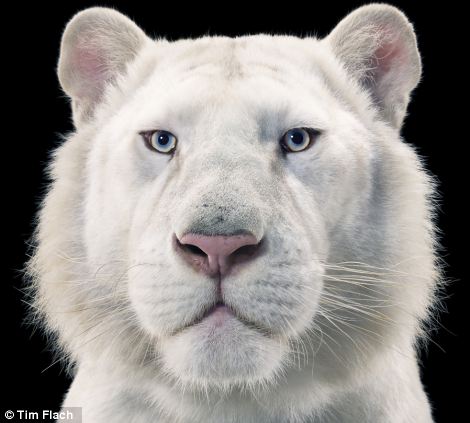 White Wolf : More than Human: Animal Portraits by Tim Flach (Photos- Video)