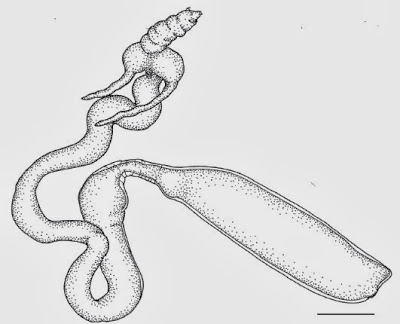 Sciency Thoughts: A new species of Pennellid Copepod from the East ...