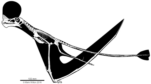 Mark Witton.com Blog: The magnificent Caviramus, an early example of an ...