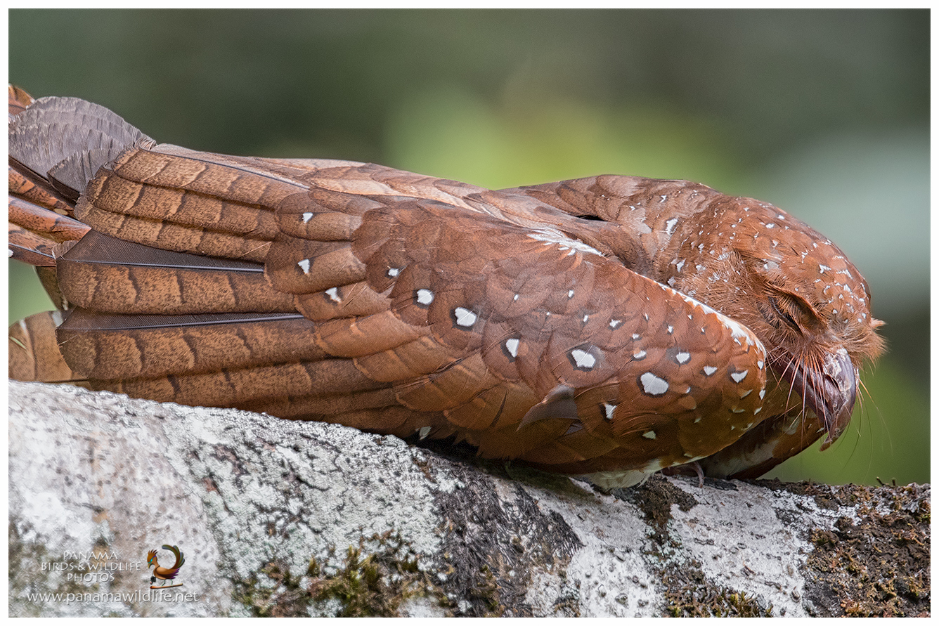 Featured Family: The Oilbird (Steatornithidae)